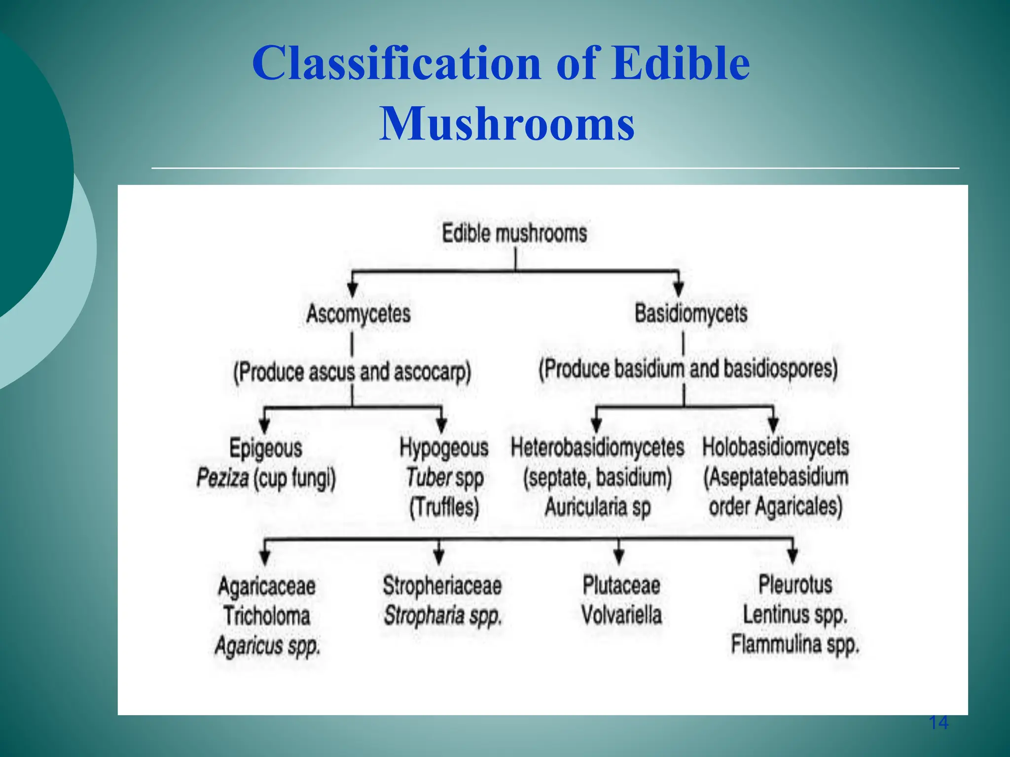 Mushroom-Cultivation-pptt.pptx/////////// | PPTX
