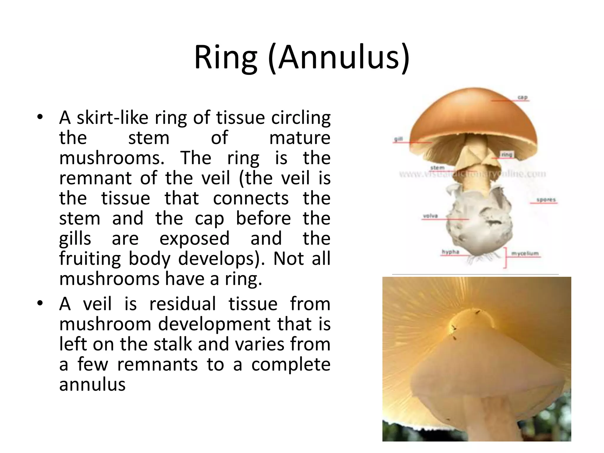 mushroom-morphology.pptx