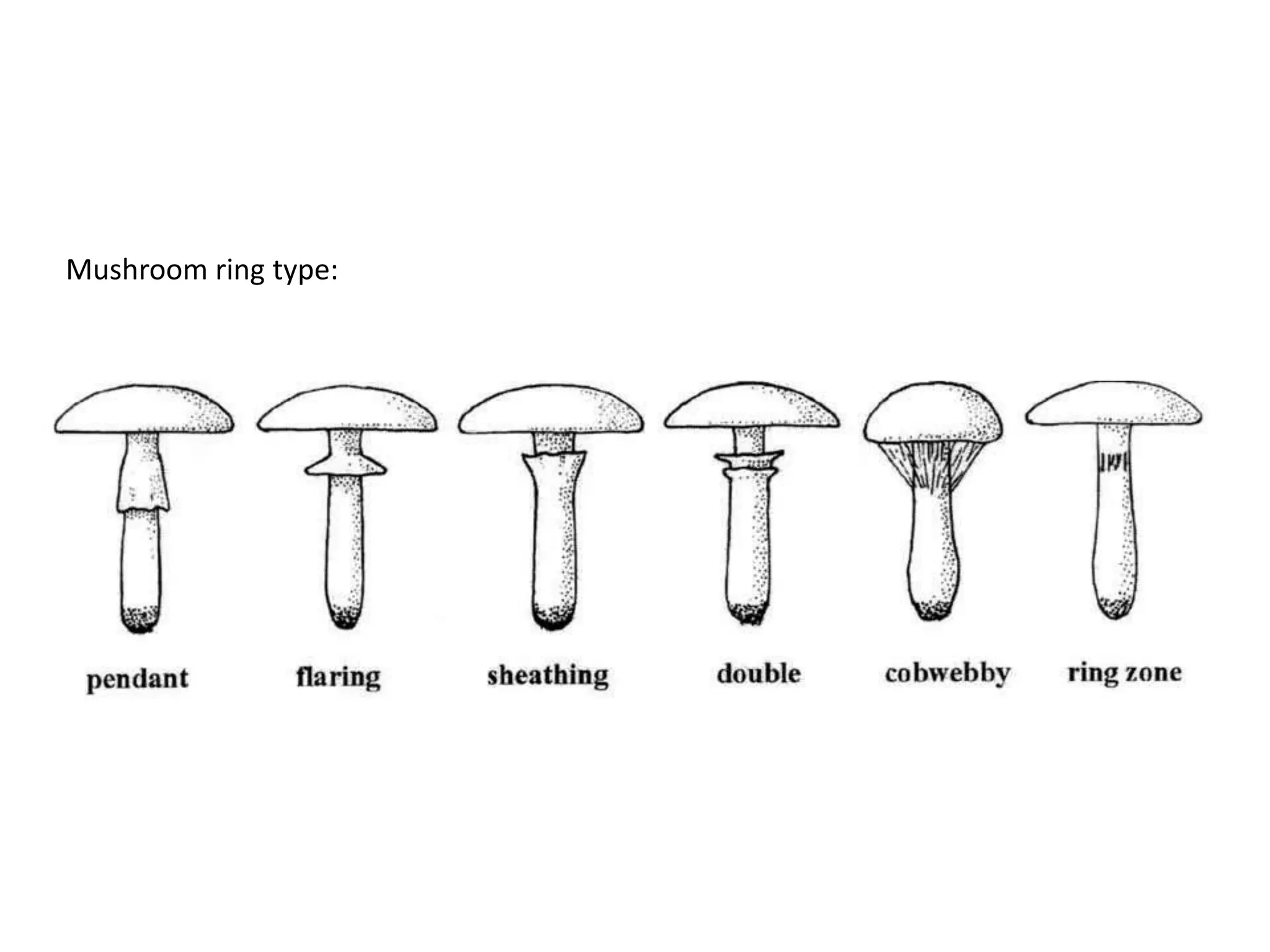 mushroom-morphology.pptx