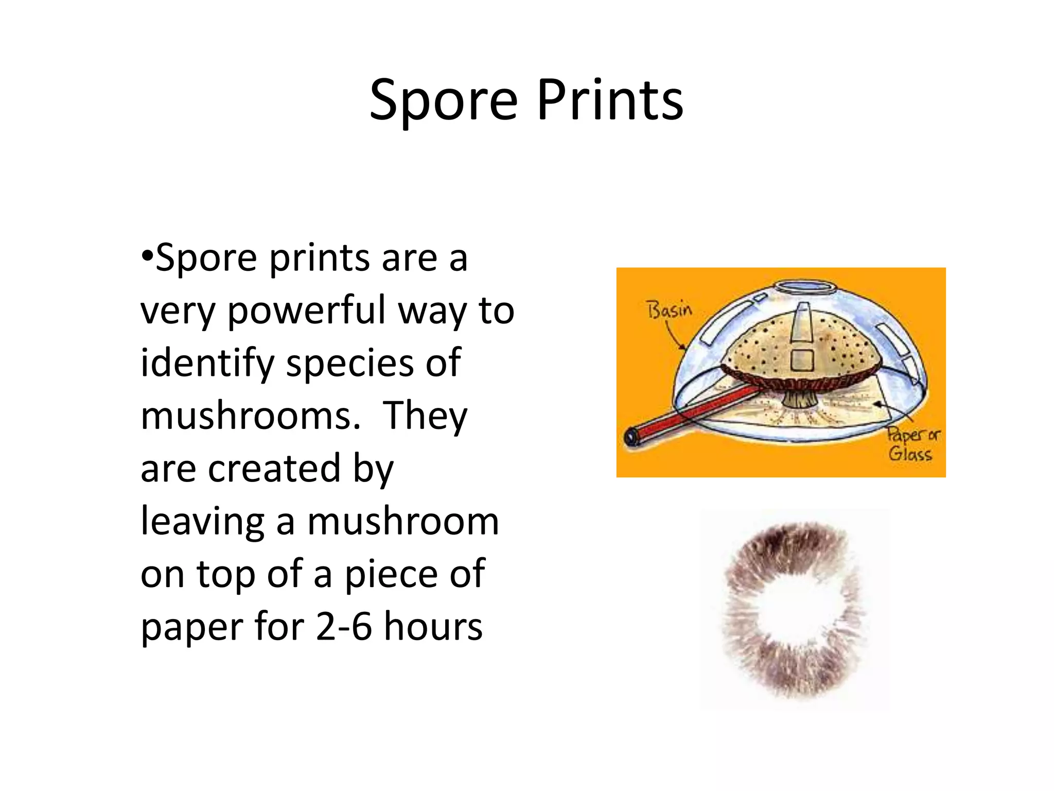 mushroom-morphology.pptx