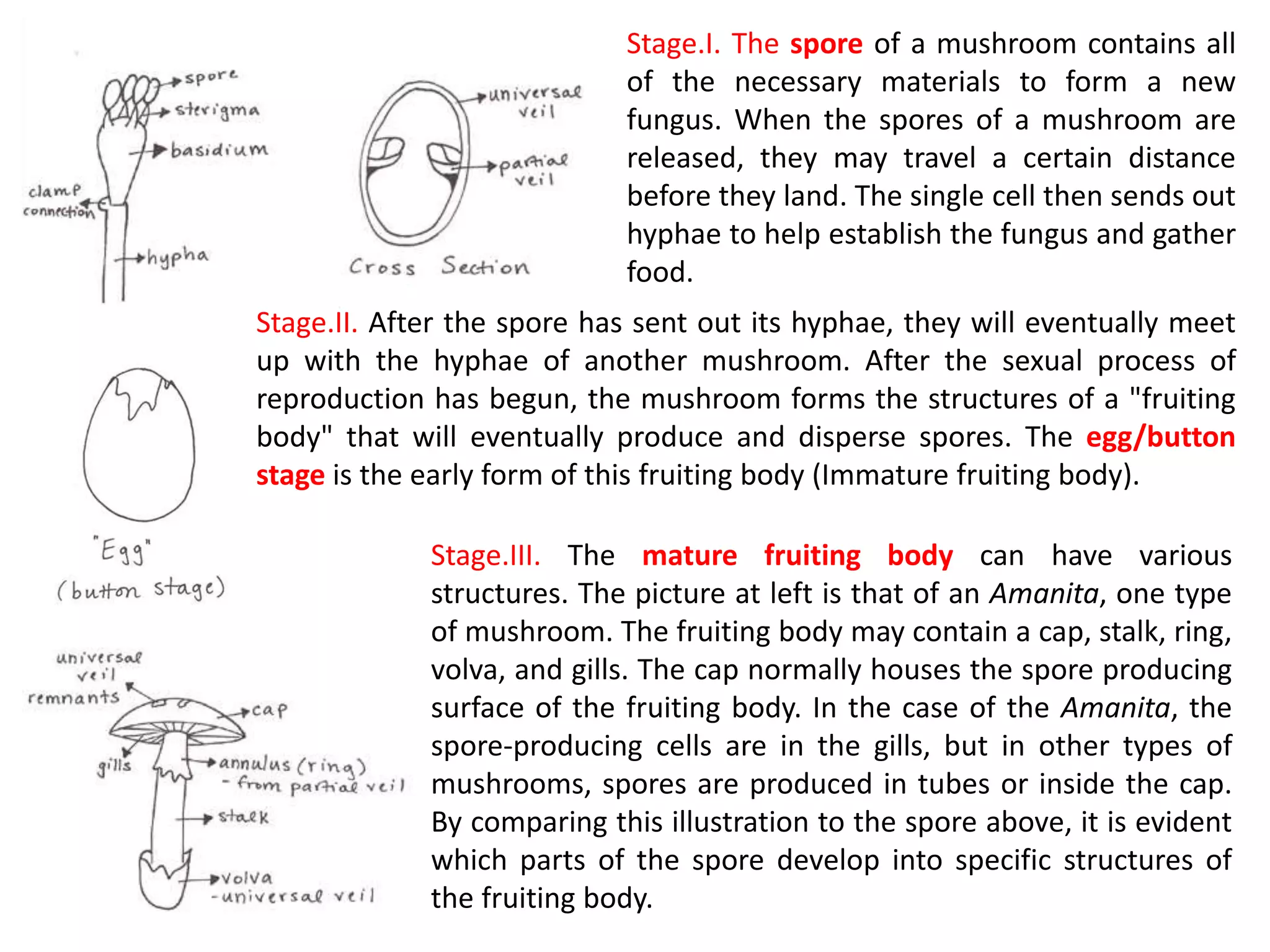 mushroom-morphology.pptx