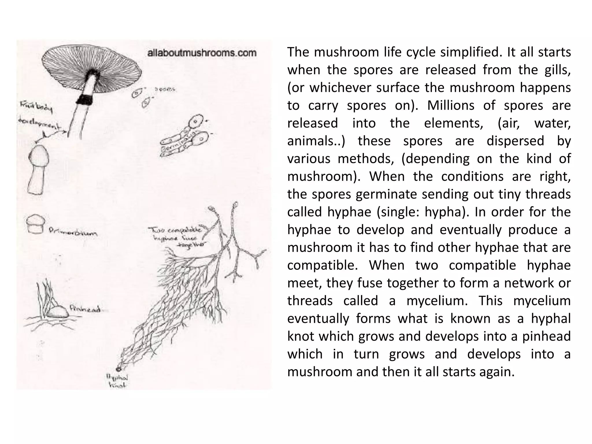 mushroom-morphology.pptx
