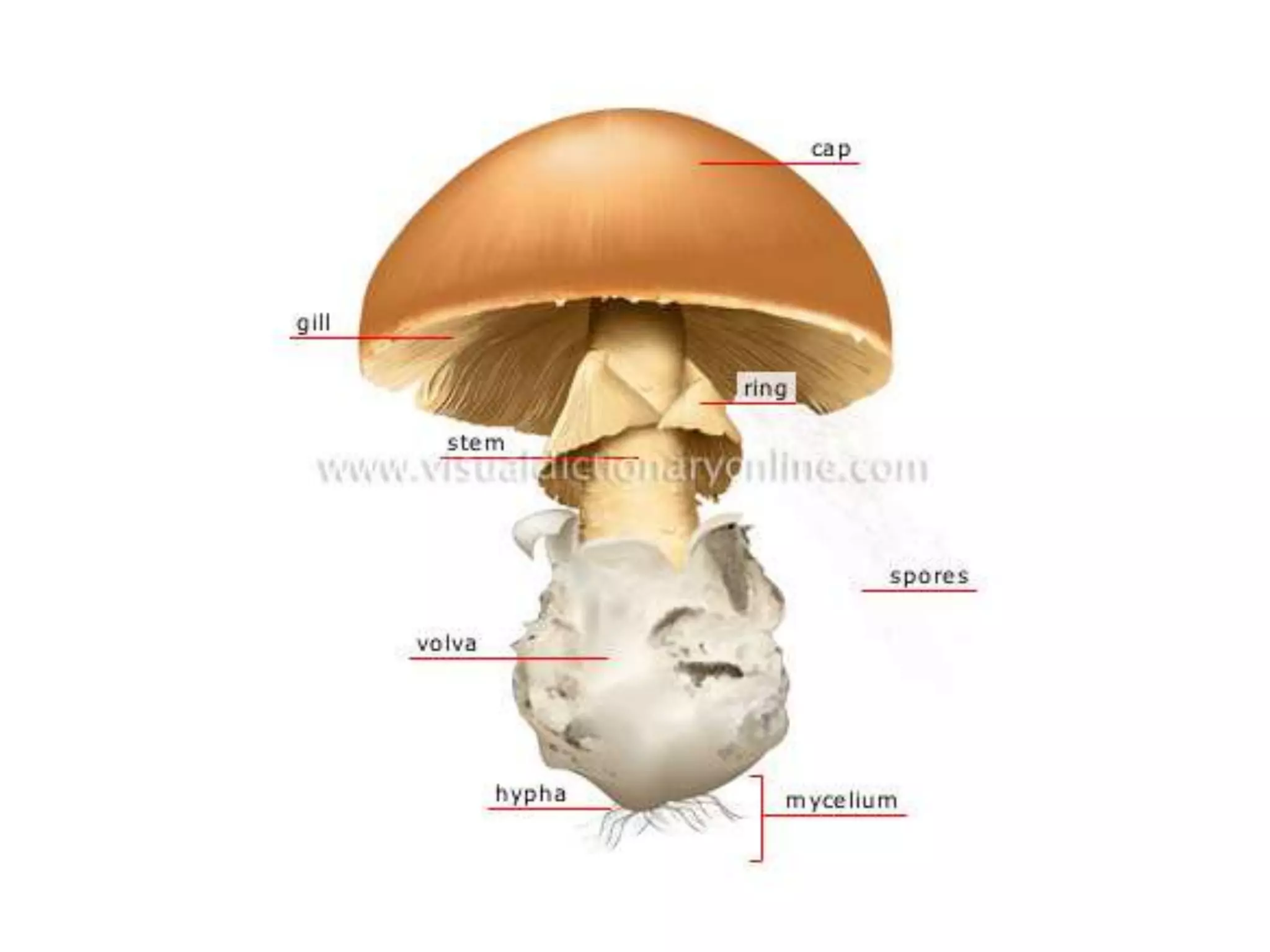 mushroom-morphology.pptx