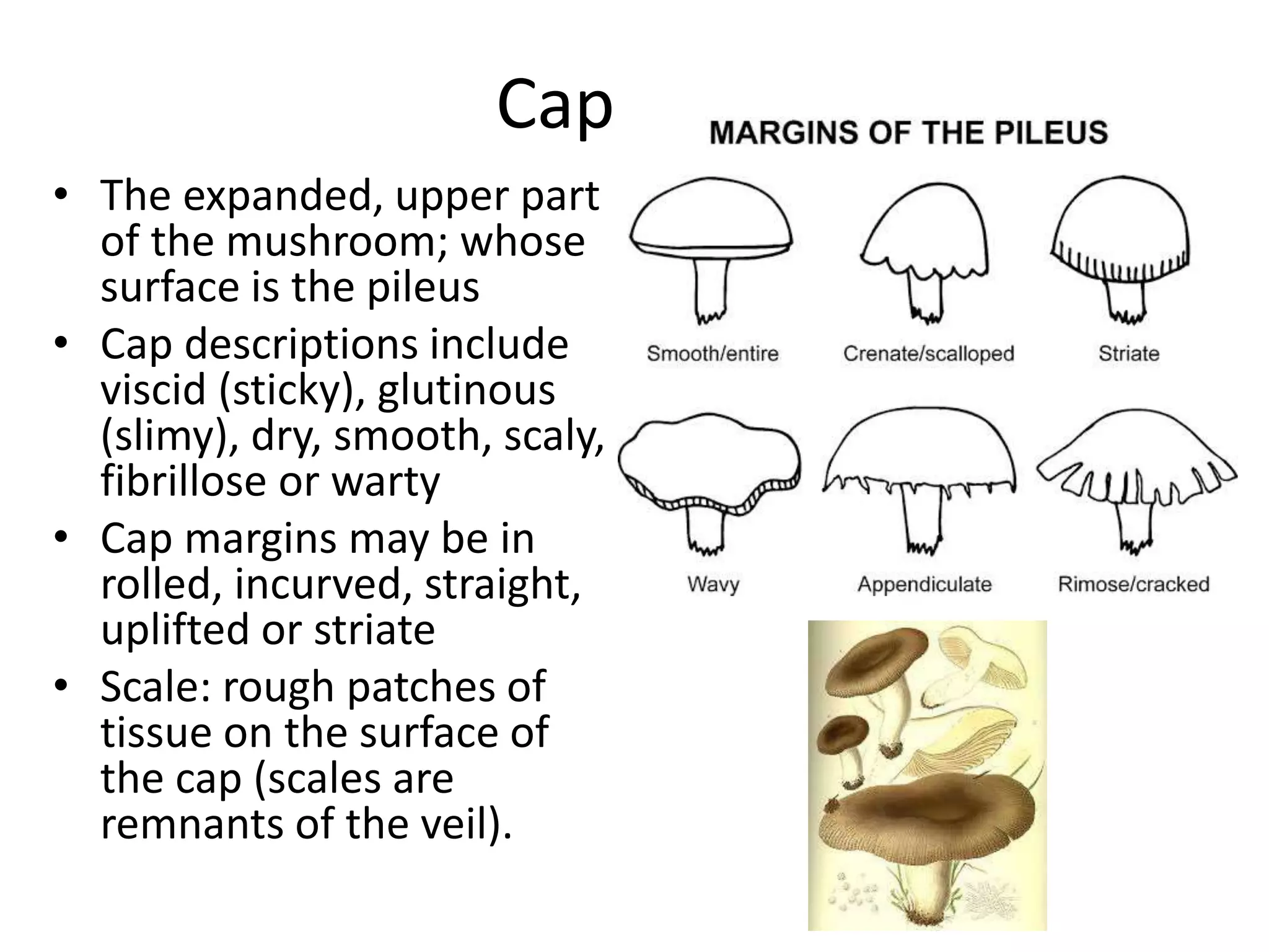 mushroom-morphology.pptx