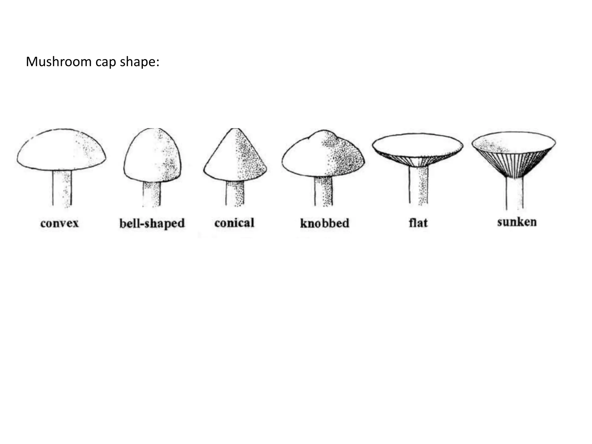 mushroom-morphology.pptx