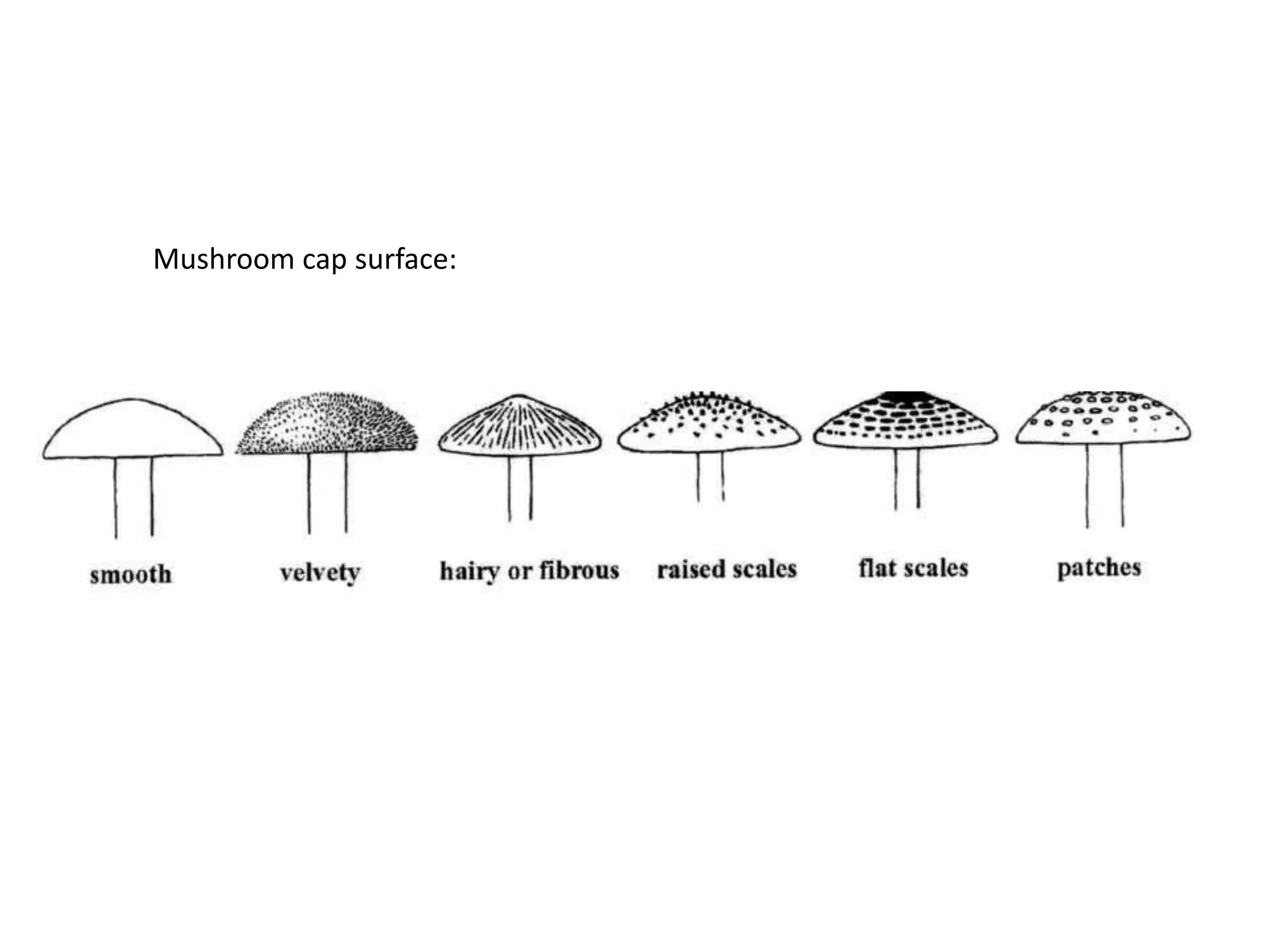 mushroom-morphology.pptx