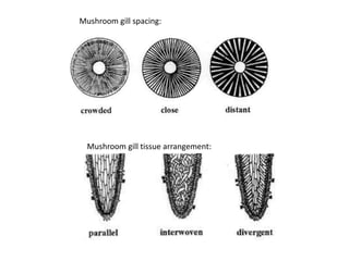 mushroom-morphology.pptx