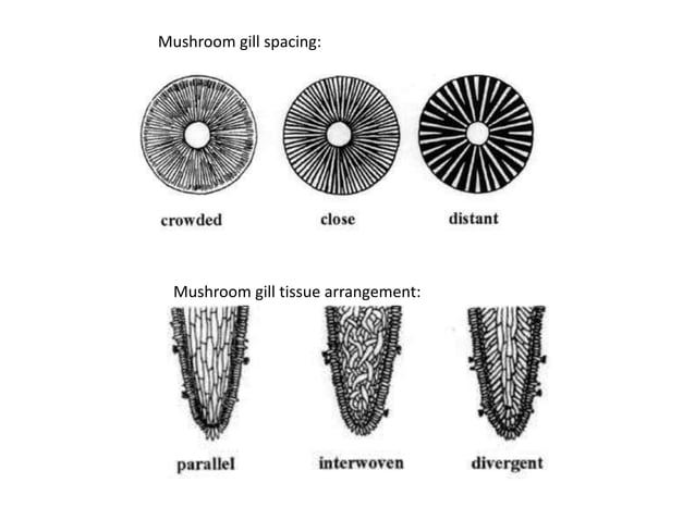 mushroom-morphology.pptx