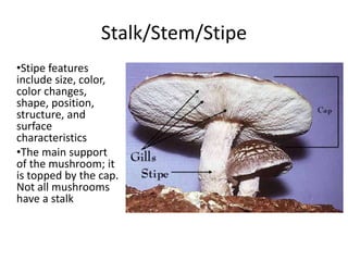 mushroom-morphology.pptx