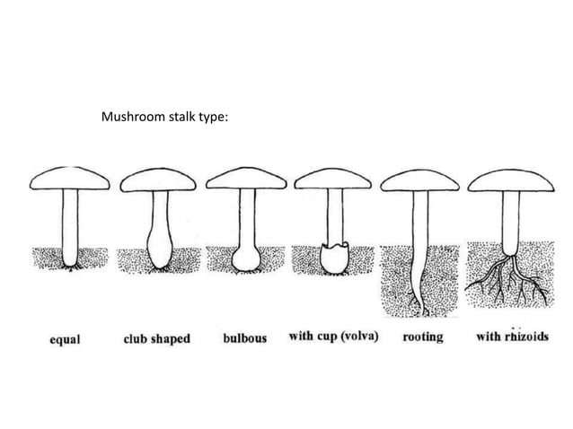 mushroom-morphology.pptx