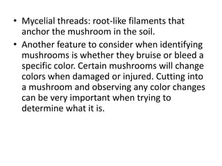 mushroom-morphology.pptx