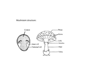 mushroom-morphology.pptx