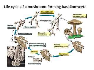 mushroom-morphology.pptx