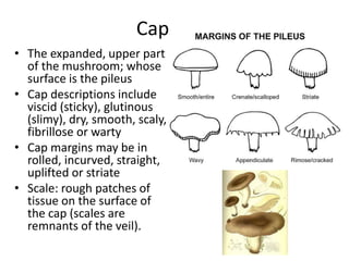 mushroom-morphology.pptx