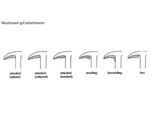 mushroom-morphology.pptx