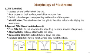 Morphology , types, cultivation of mushroom .pptx