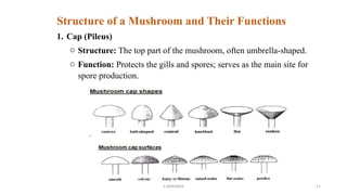 Morphology , types, cultivation of mushroom .pptx