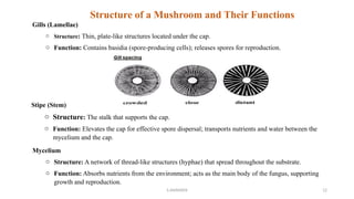 Morphology , types, cultivation of mushroom .pptx