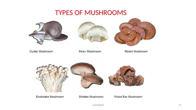 Morphology , types, cultivation of mushroom .pptx