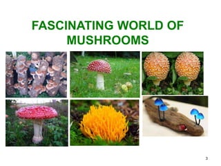 mushroom and its importance.ppt