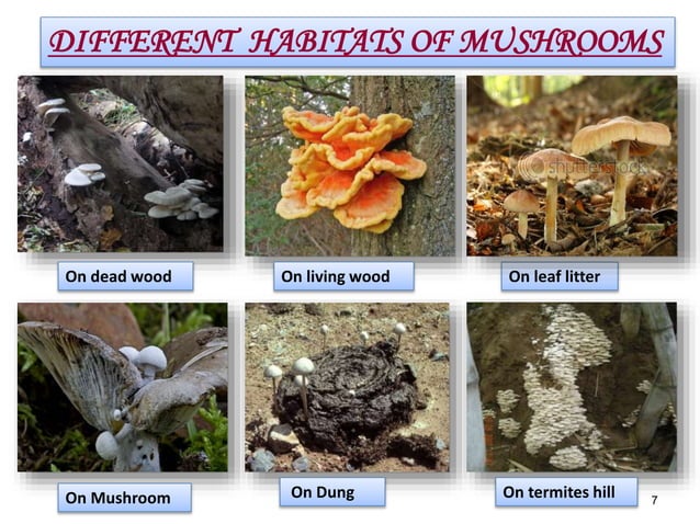 mushroom and its importance.ppt | Nutrition | Healthy Living