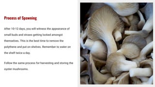 Mushroom Cultivation - Process | PPTX