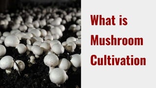 Mushroom Cultivation - Process | PPTX