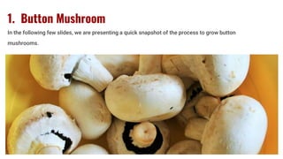 Mushroom Cultivation - Process | PPTX