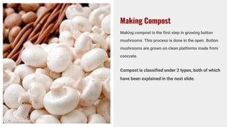 Mushroom Cultivation - Process | PPTX