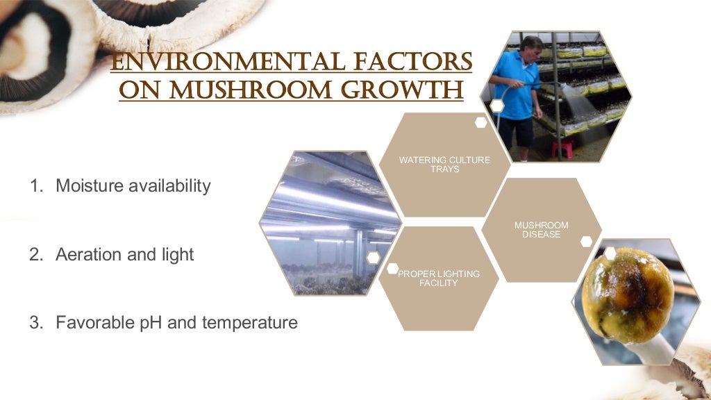 MUSHROOM CULTIVATION AND ITS IMPORTANCE