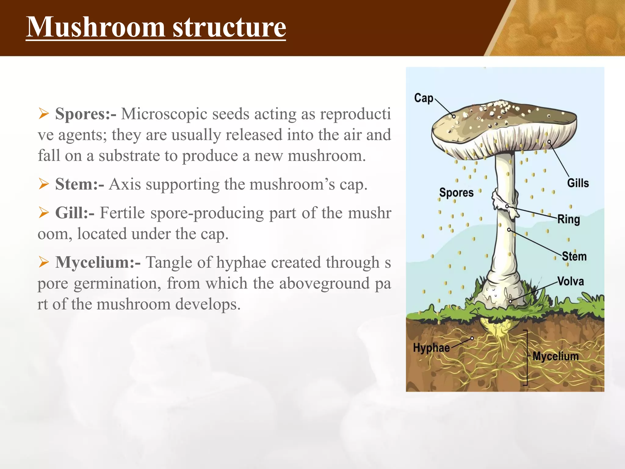 MUSHROOM CULTIVATION.pdf