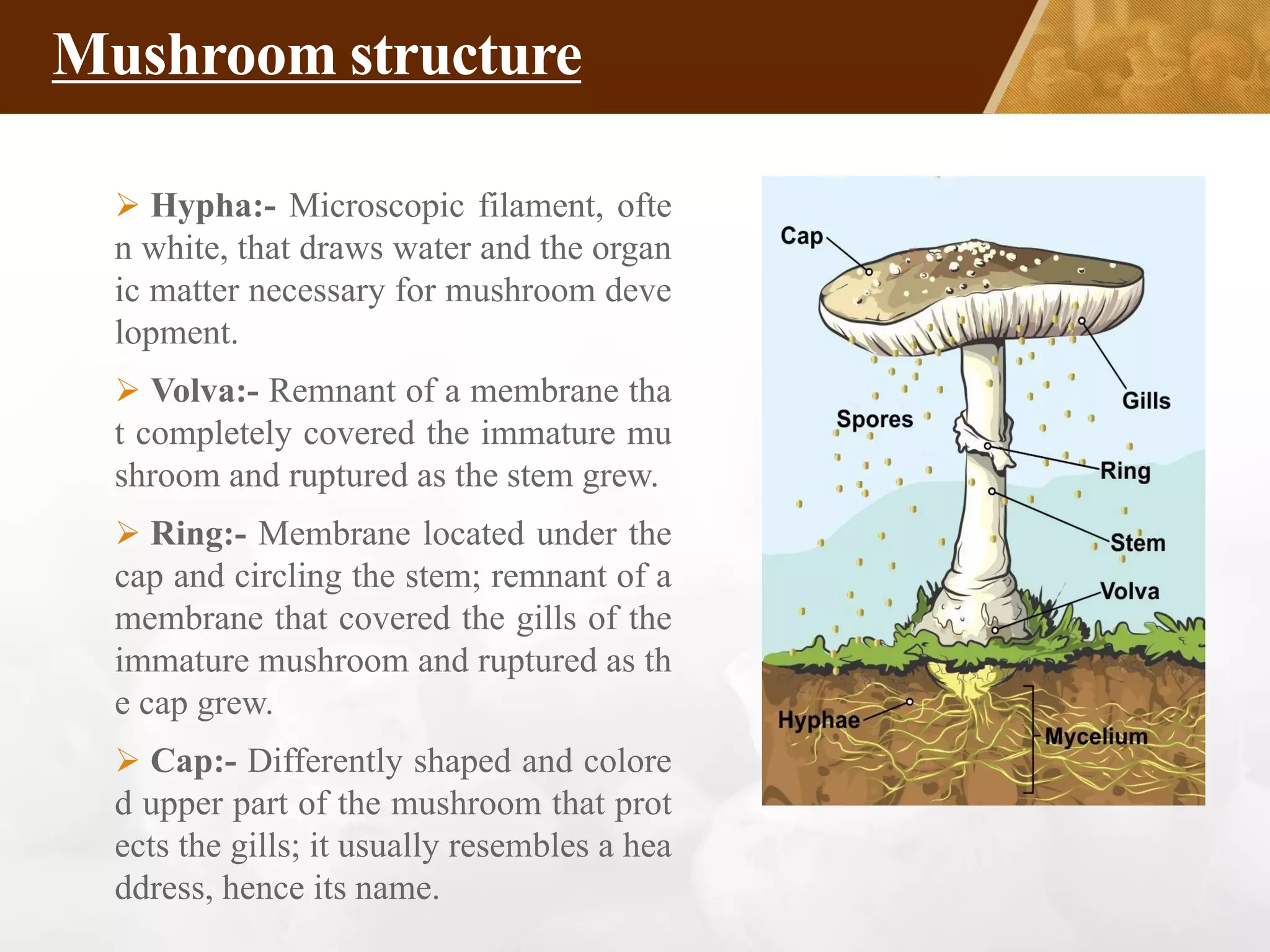 MUSHROOM CULTIVATION.pdf