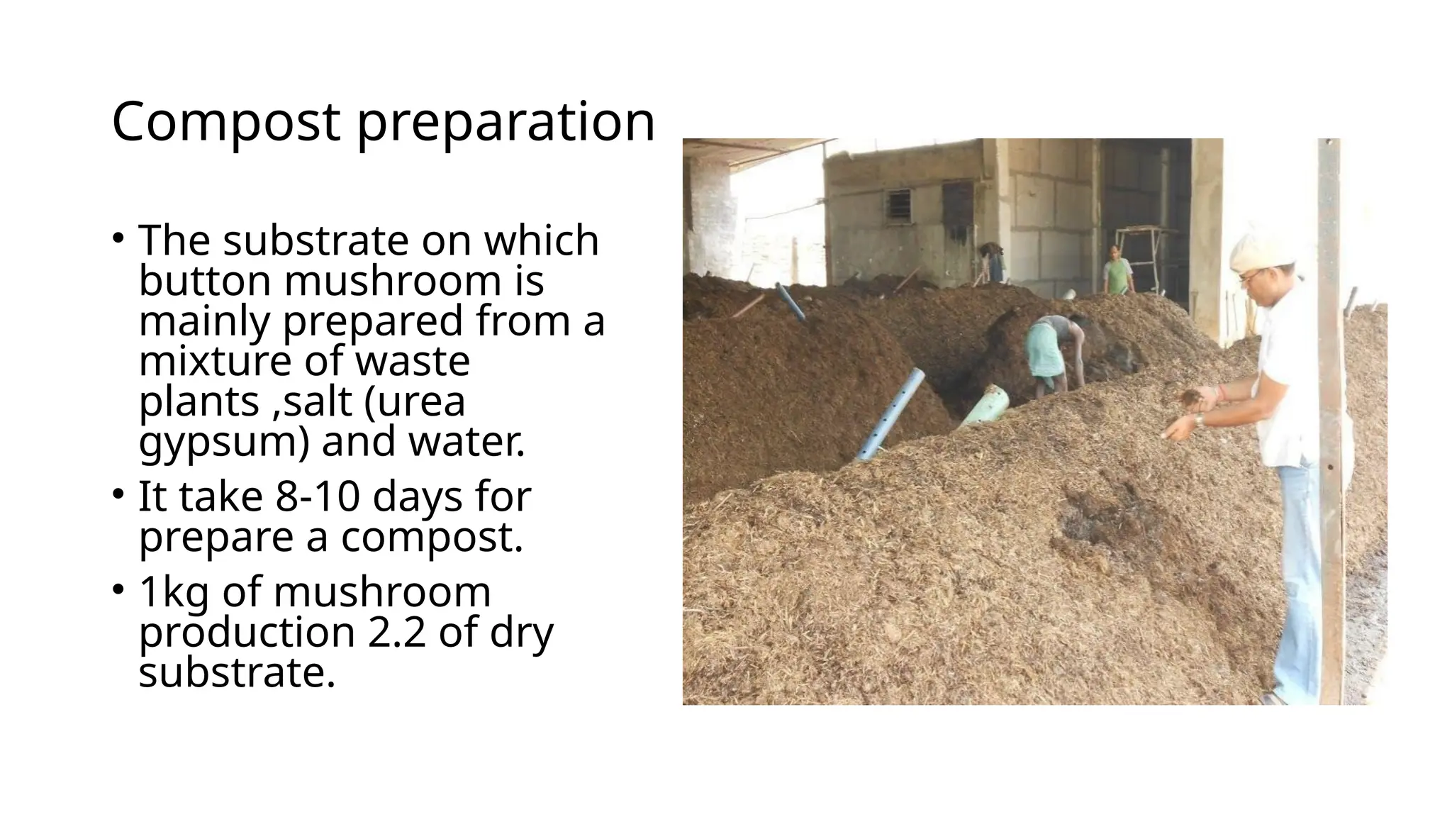 mushroom cultivation of agaricus bisporus and oyster mushroom | PPTX