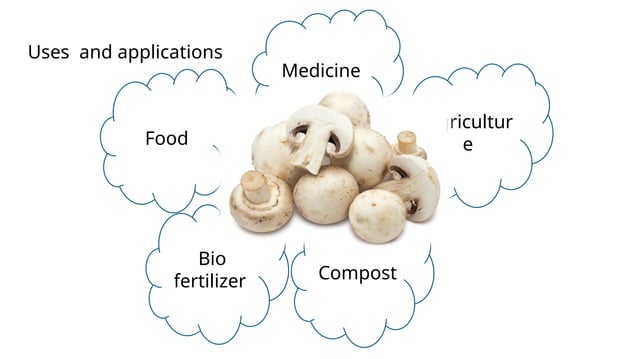 mushroom cultivation of agaricus bisporus and oyster mushroom | PPTX