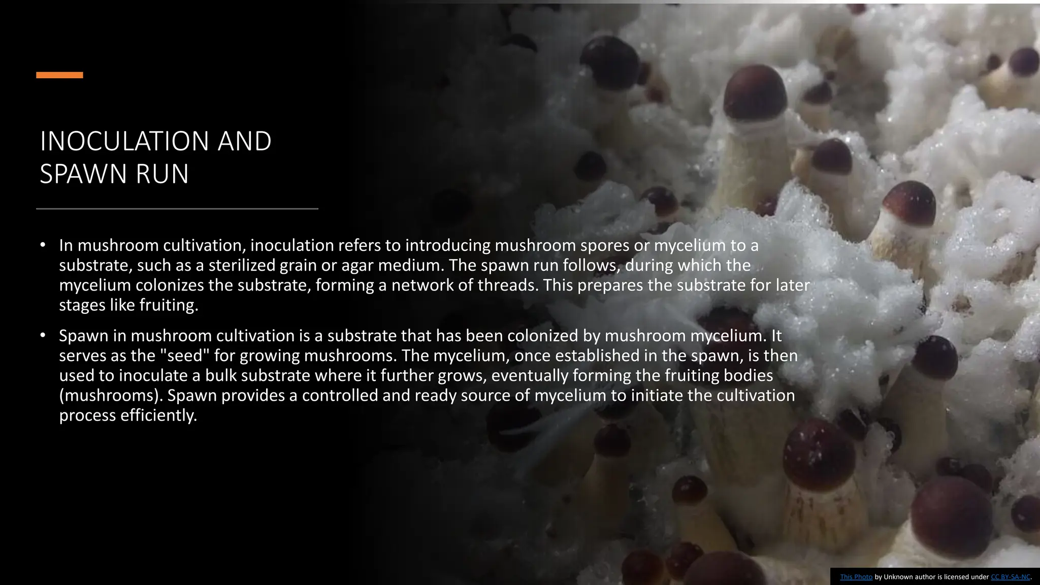 MUSHROOM CULTIVATION1 AND TECHNOLOGY.pptx