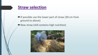 Mushroom Cultivation 1.pptx............. | PPT