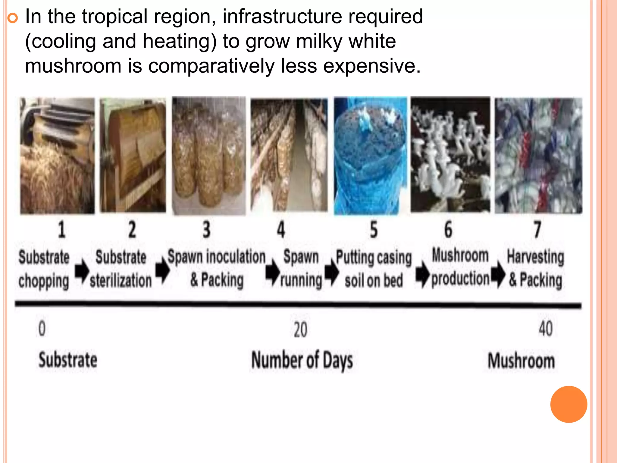 Mushroom cultivation by different fungi | PPTX