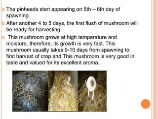 Mushroom cultivation by different fungi | PPTX