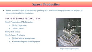 Mushroom Cultivation Technology | PPT