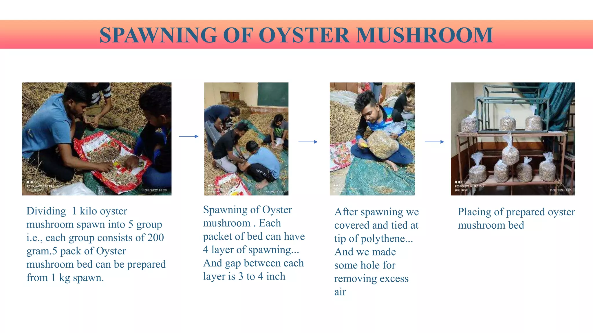 Mushroom Cultivation Technology | PPTX