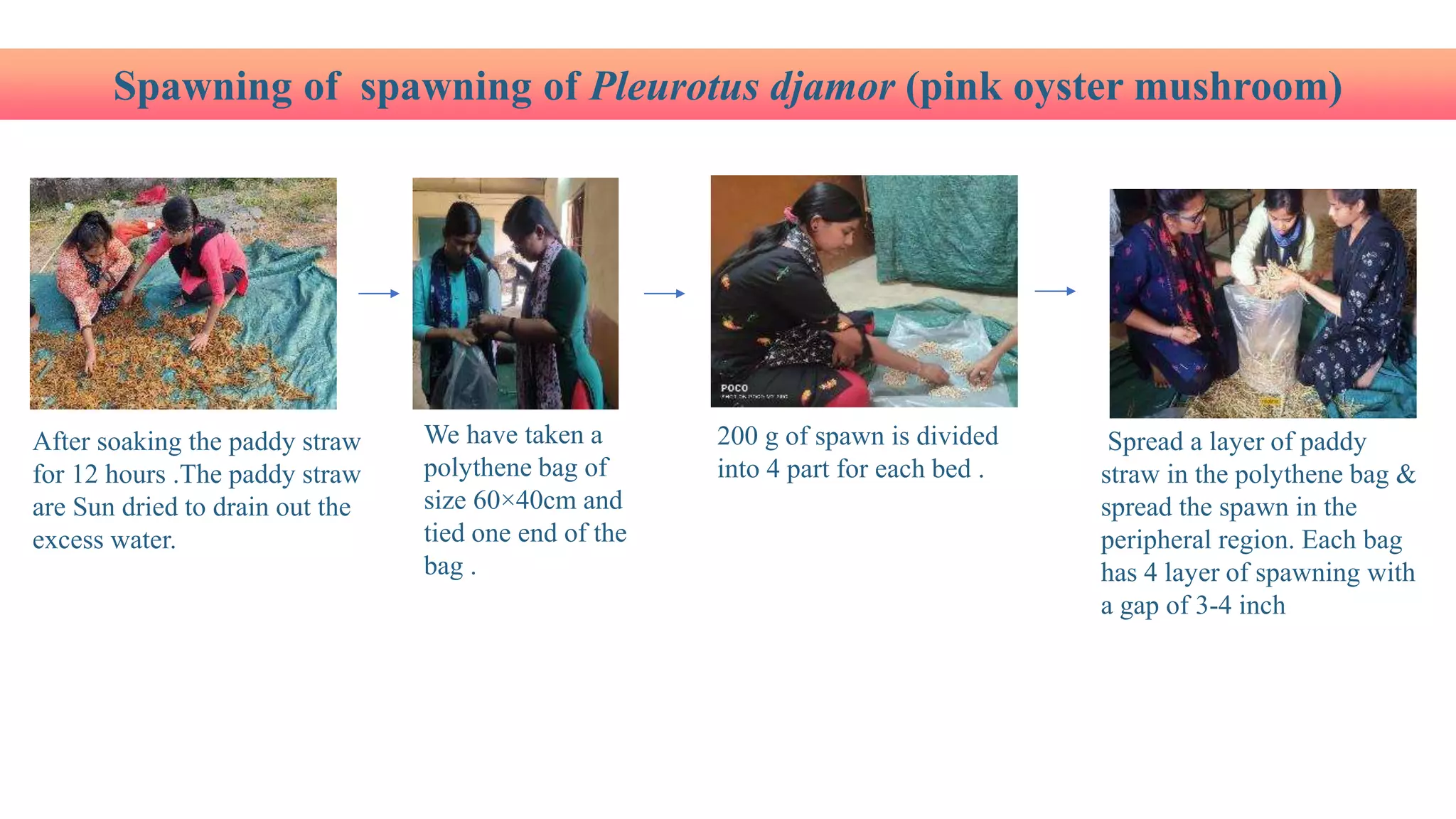 Mushroom Cultivation Technology | PPTX