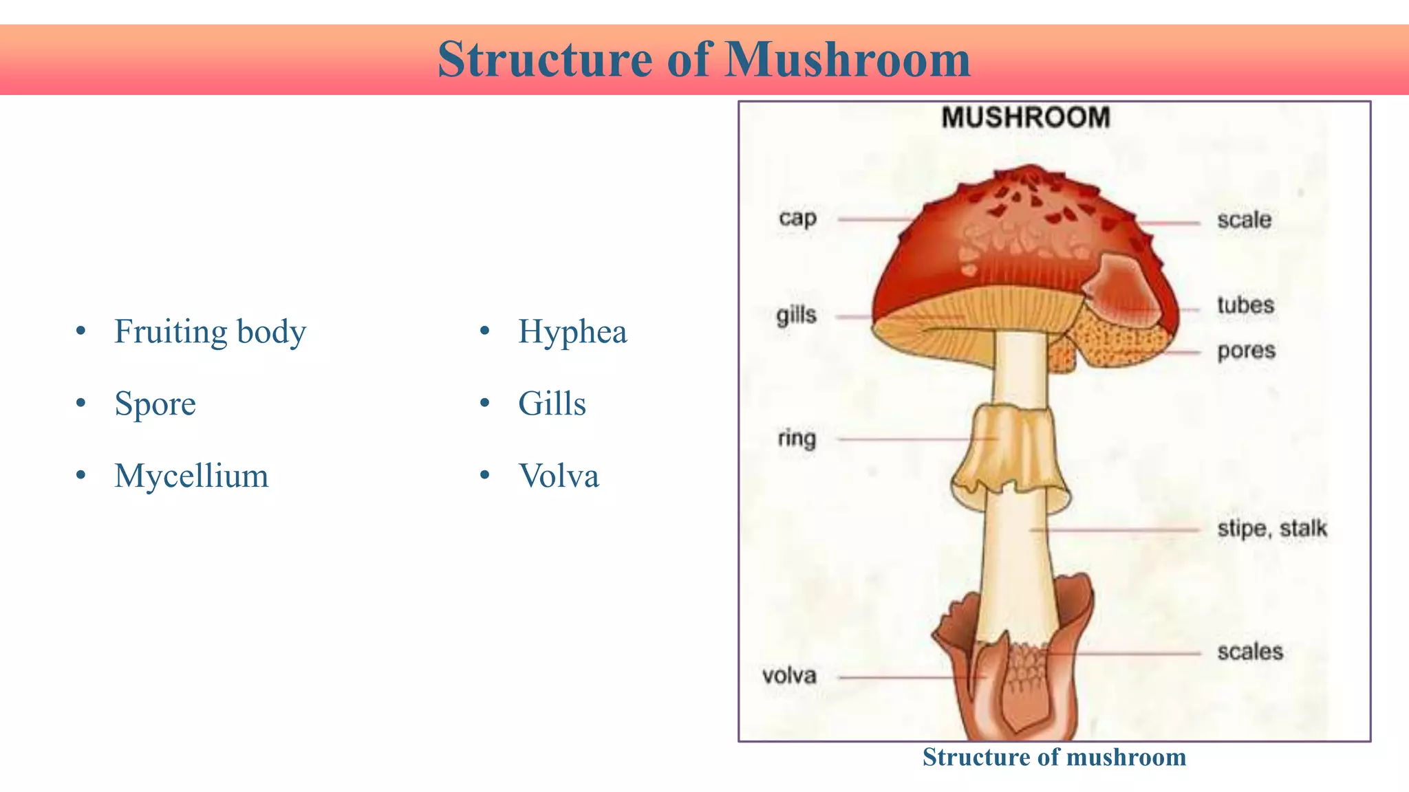 Mushroom Cultivation Technology | PPTX