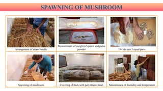 Mushroom Cultivation Technology | PPTX