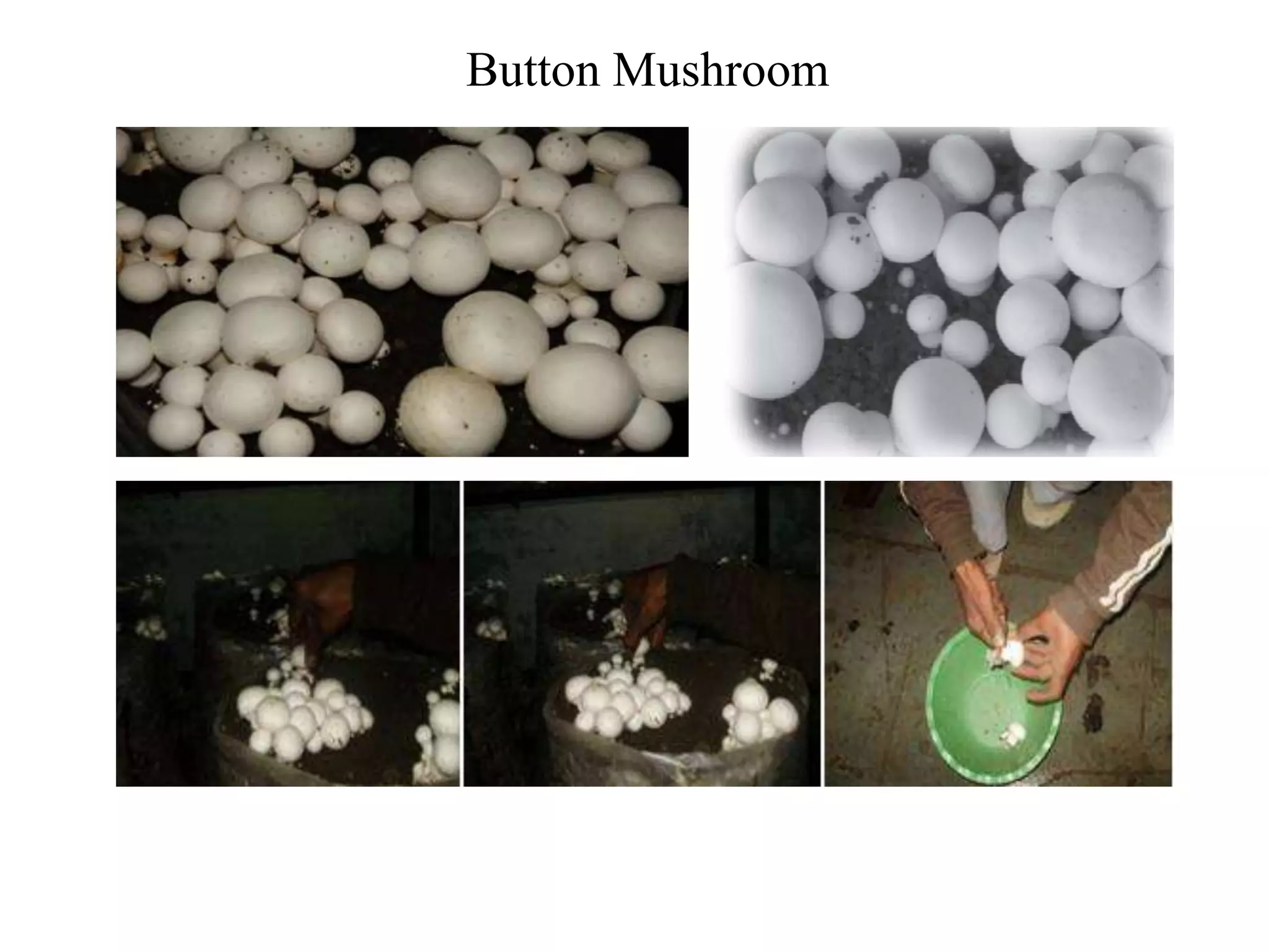 mushroom Spawn preparation | PPTX