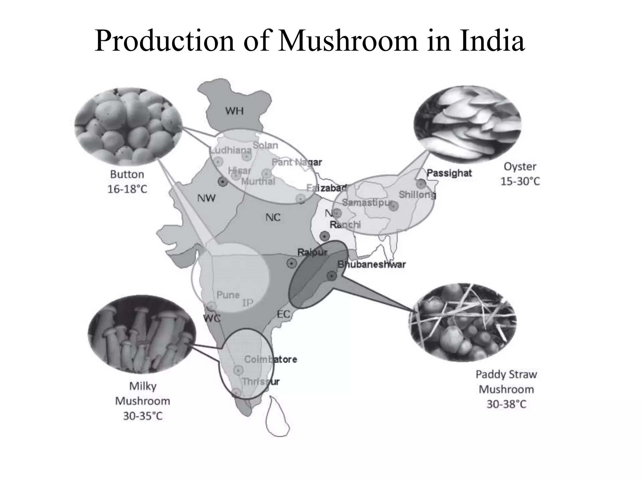 mushroom Spawn preparation | PPTX