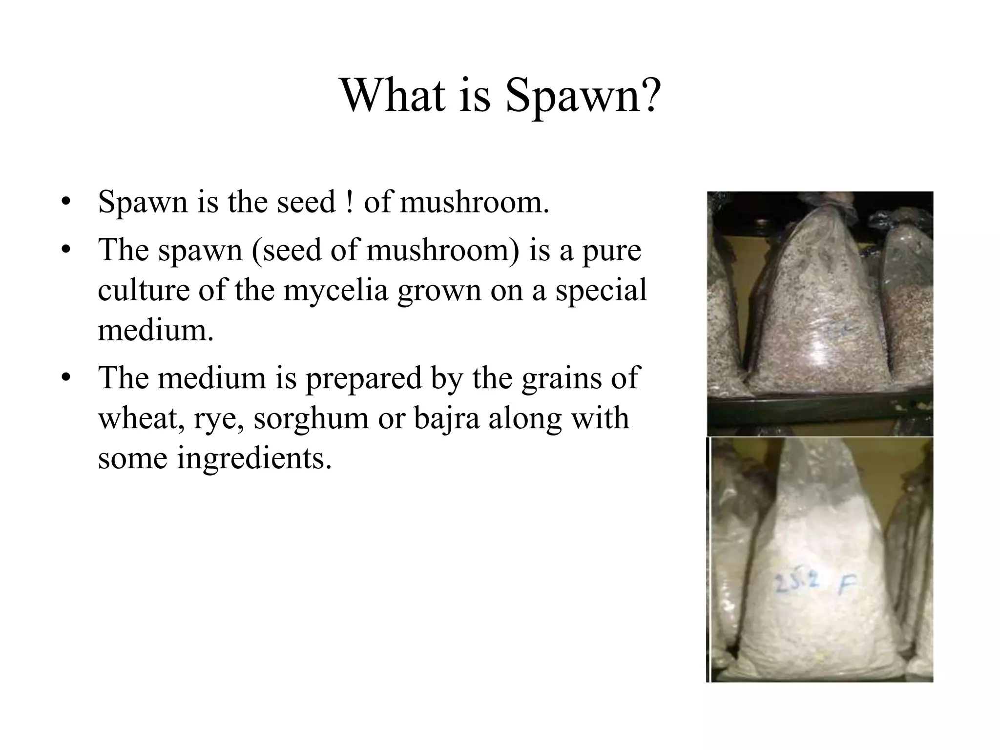 mushroom Spawn preparation | PPTX