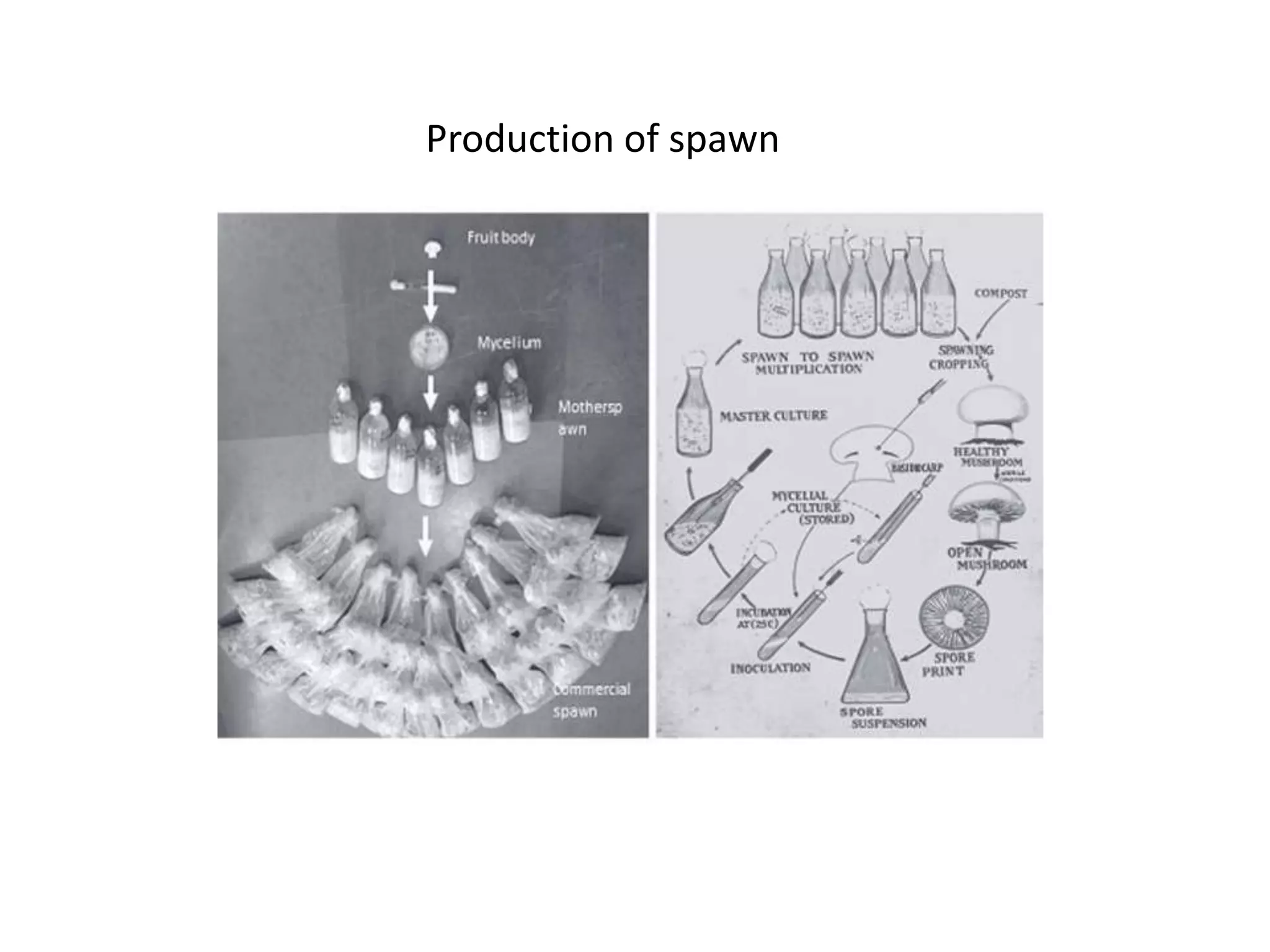 mushroom Spawn preparation | PPTX