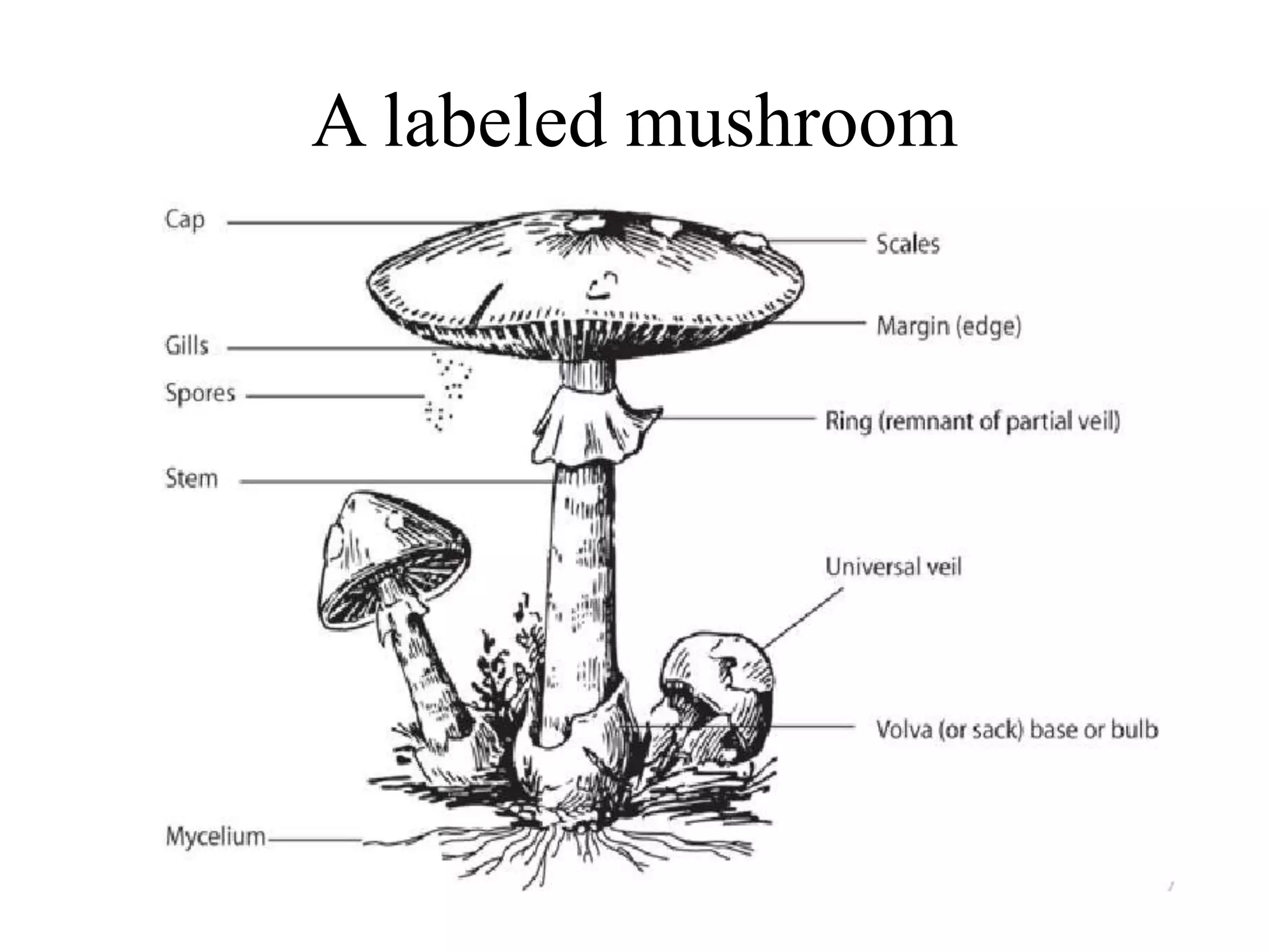 mushroom Spawn preparation | PPTX