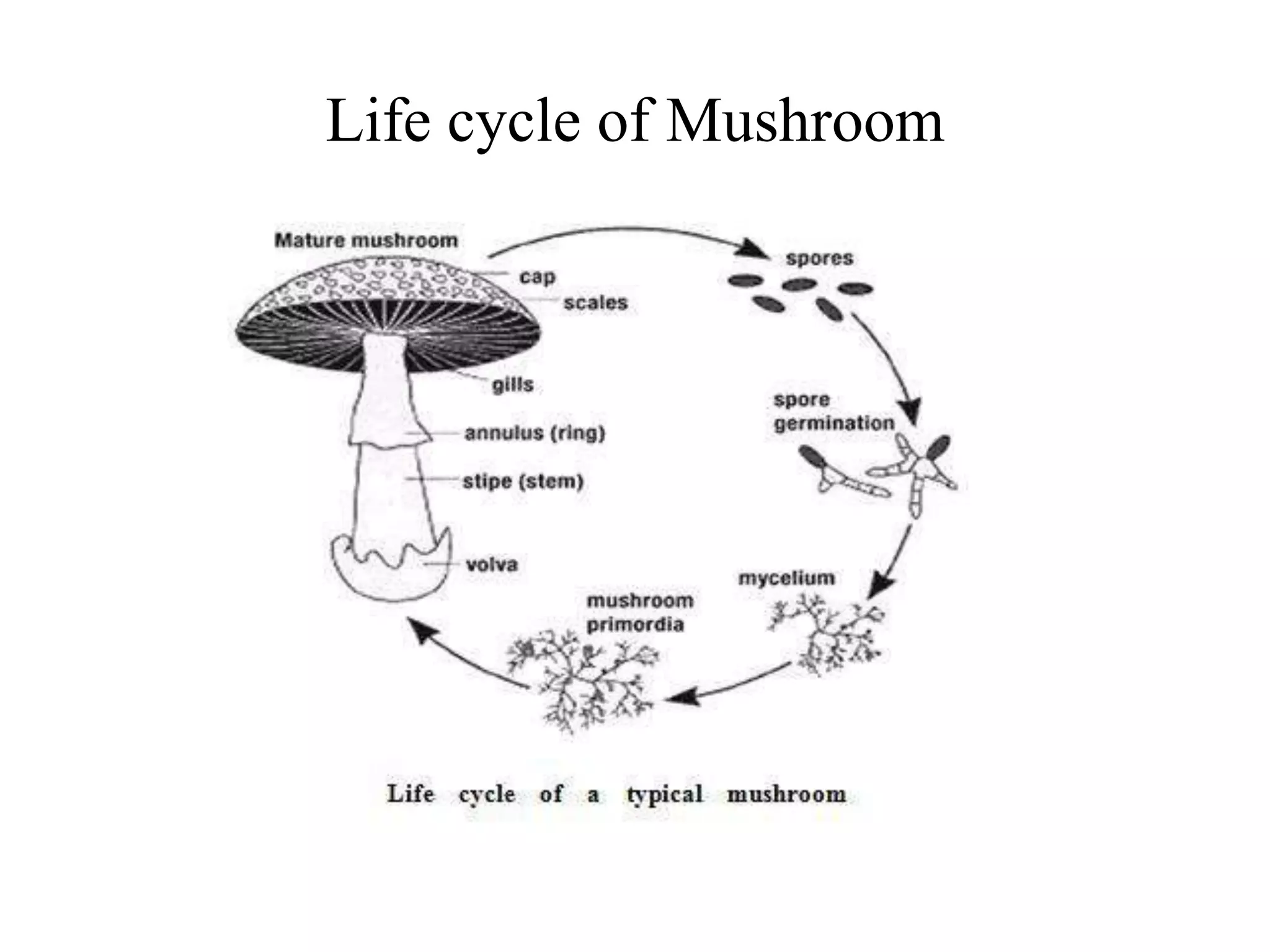 mushroom Spawn preparation | PPTX