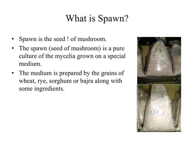 mushroom Spawn preparation | PPTX